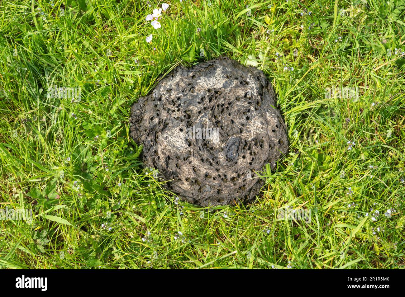 Cowpat in field with burrows made by beetles, Carmarhenshire, Wales, UK Stock Photo - Alamy