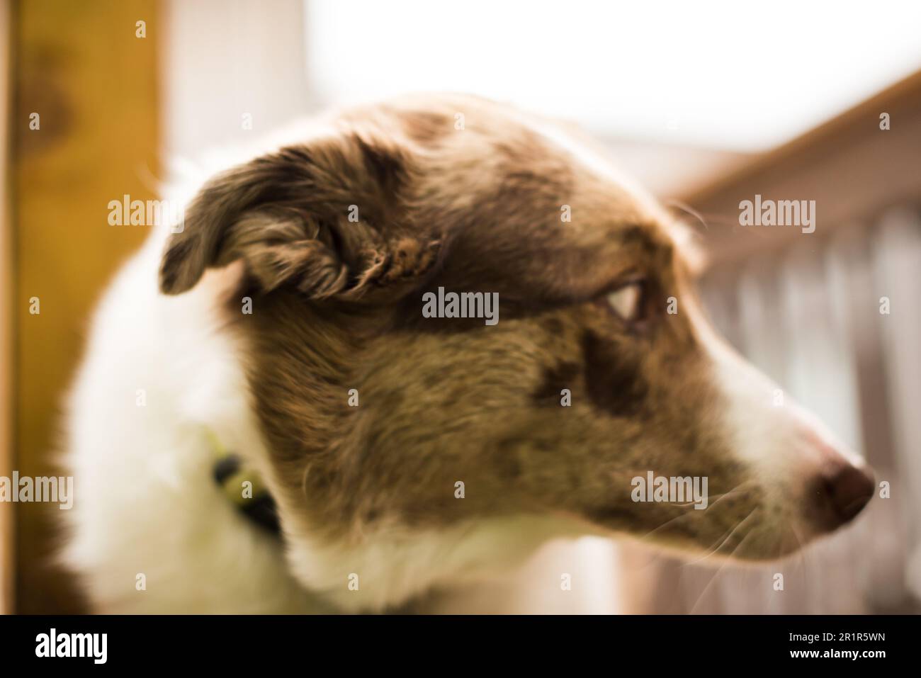 Red Merle Border Collie Stock Photo - Alamy