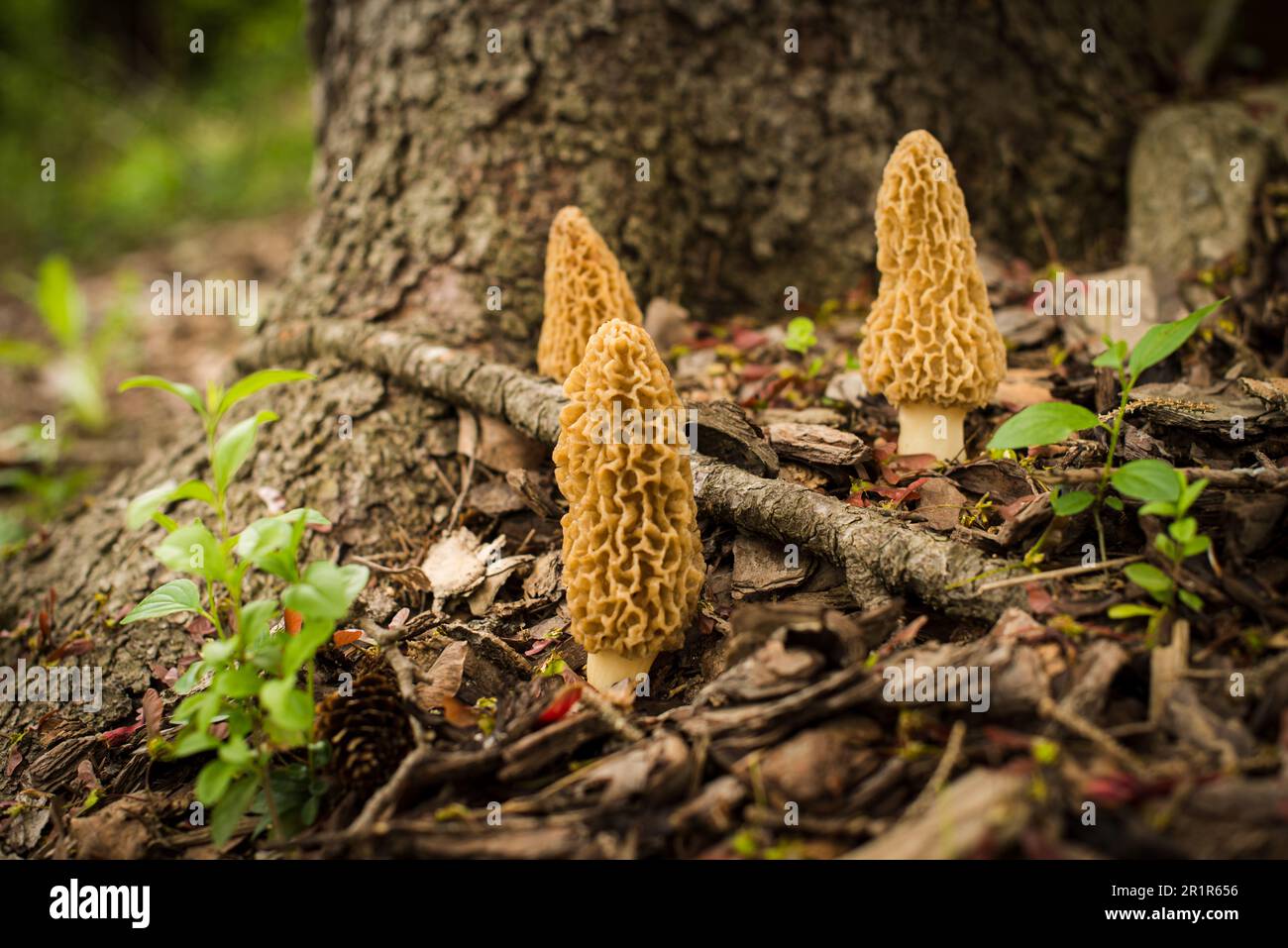 Morel recipes hi-res stock photography and images - Alamy