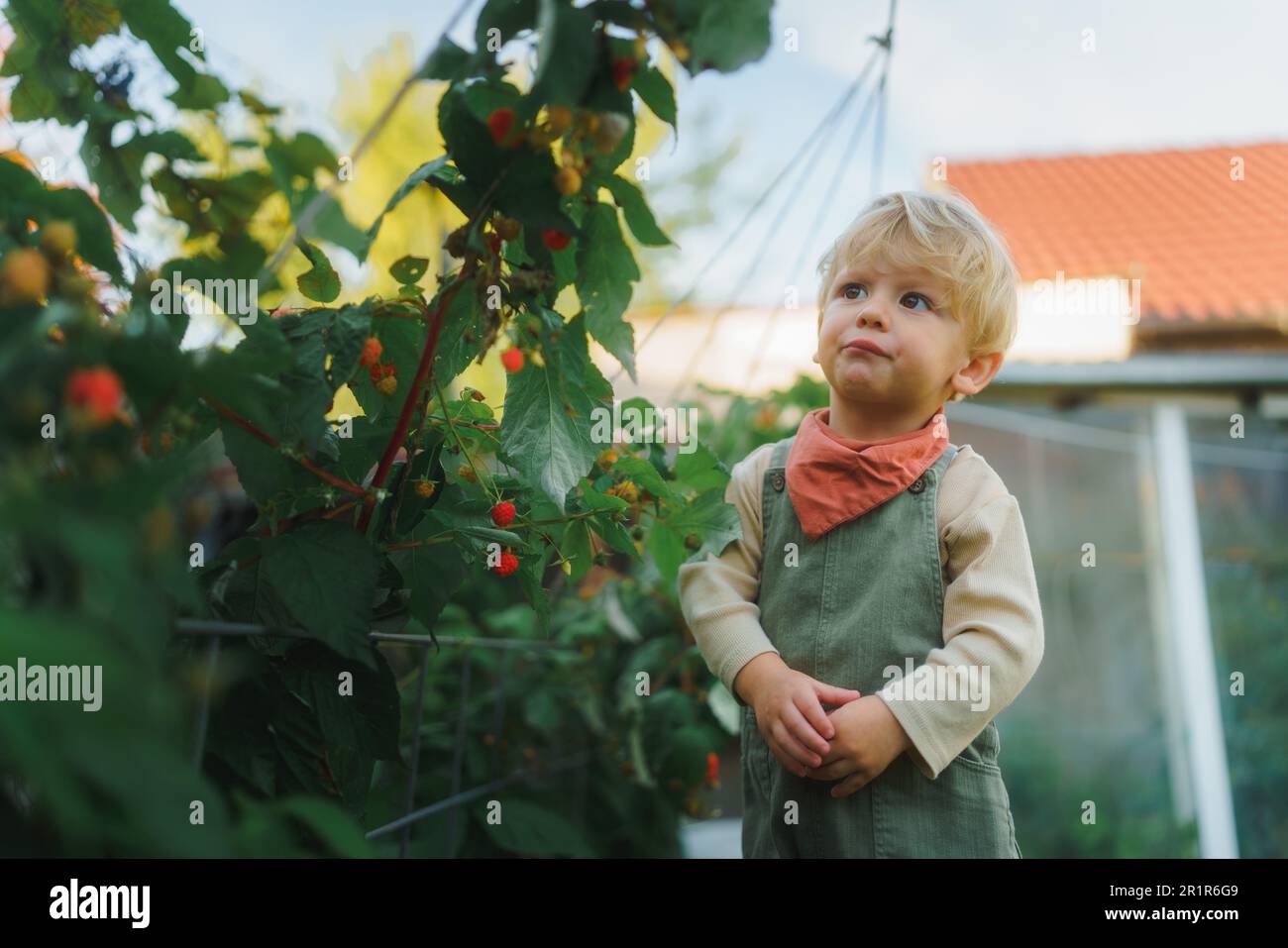 Happy little boy harvesting and eating raspberries Stock Photo - Alamy