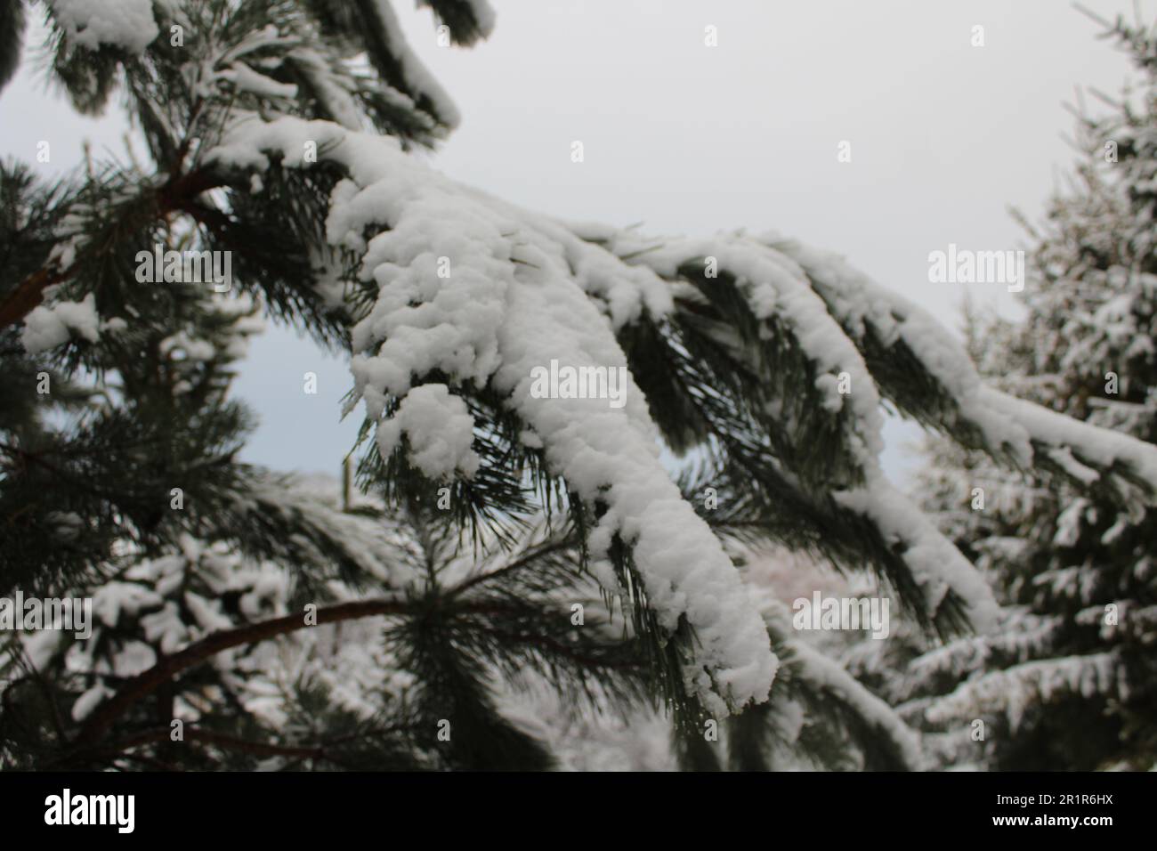 Snow on spruce twig hi-res stock photography and images - Alamy