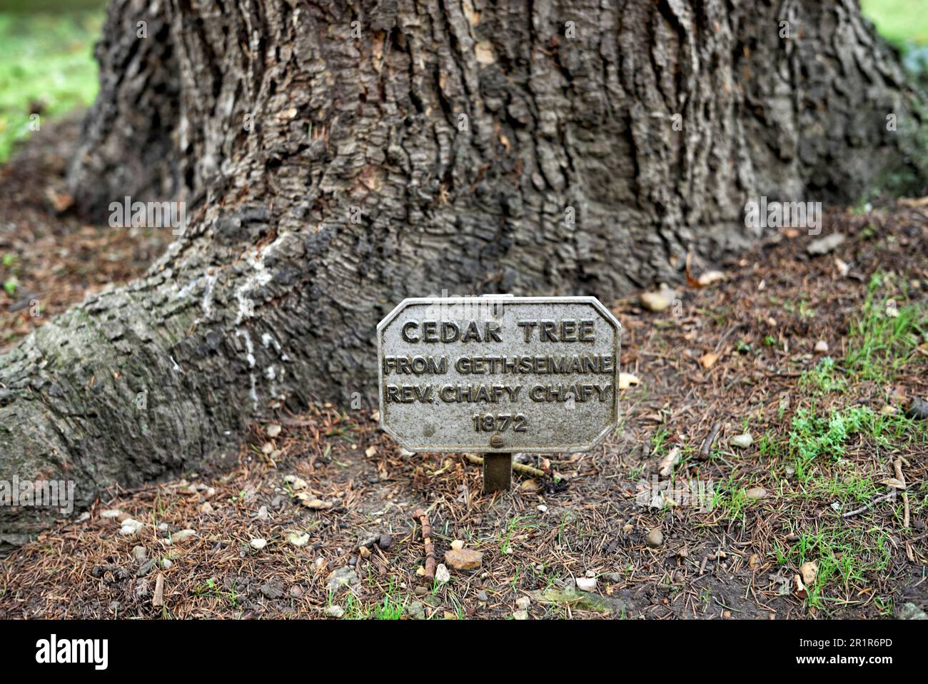 Cedar tree from Gethsemane Jerusalem gifted to Holy Trinity Church ...