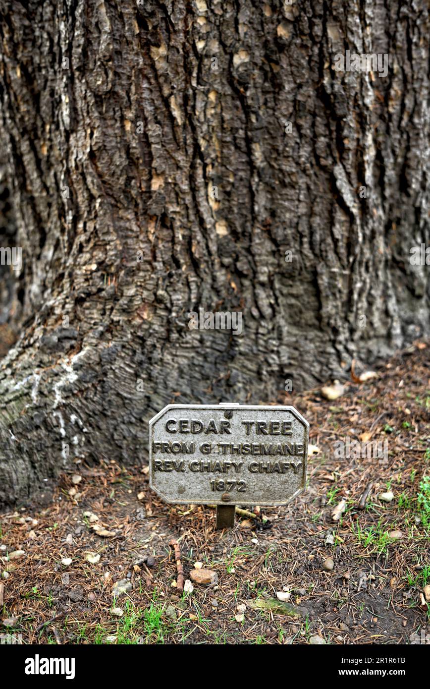 Cedar tree from Gethsemane Jerusalem gifted to Holy Trinity Church ...