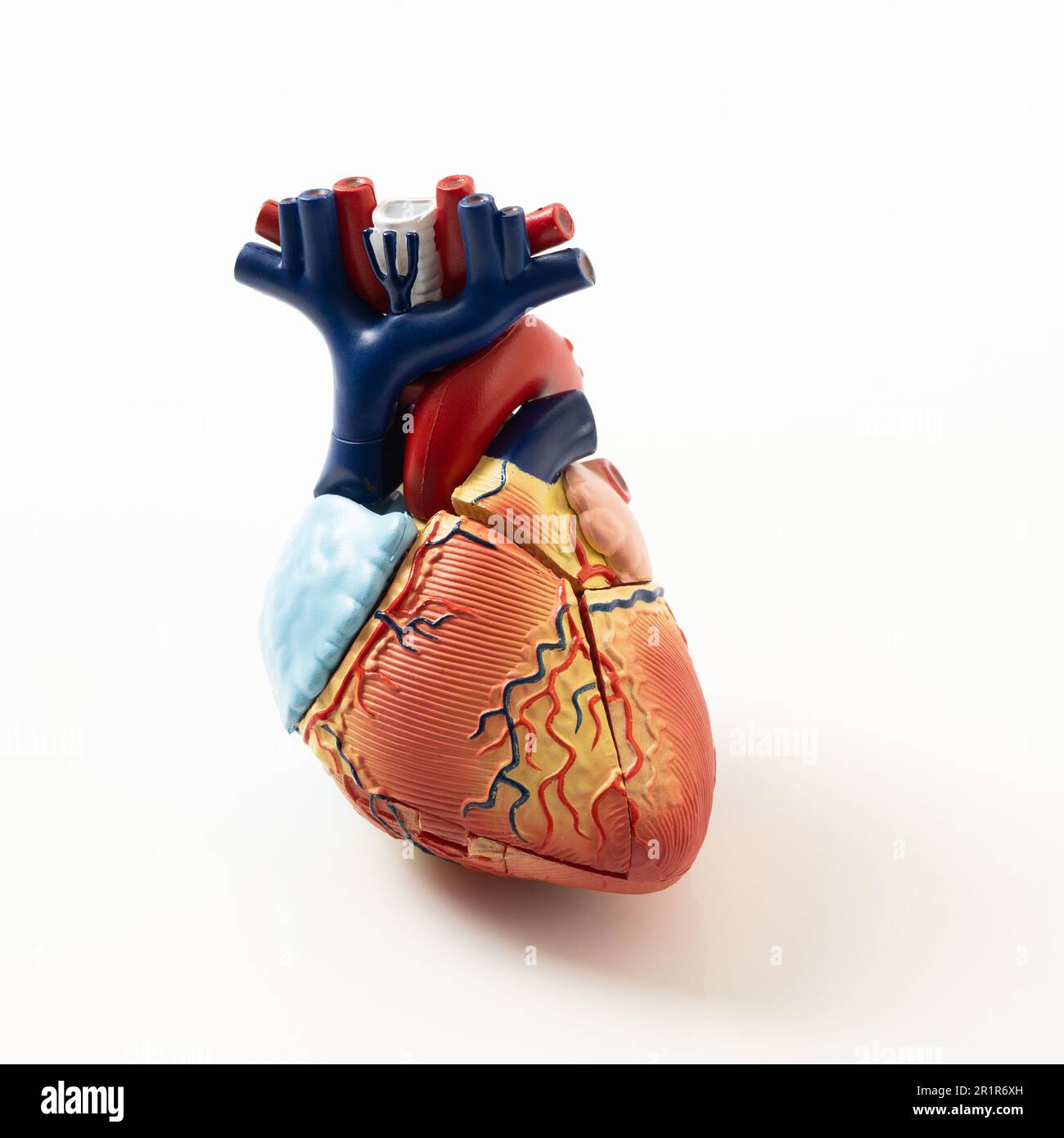 Model of the human heart Stock Photo - Alamy