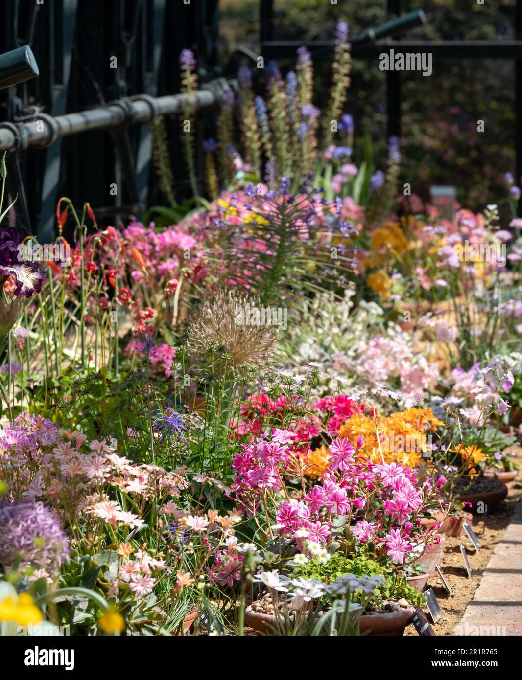 A variety of colourful flowers in the Alpine Greenhouse at RHS Wisley ...