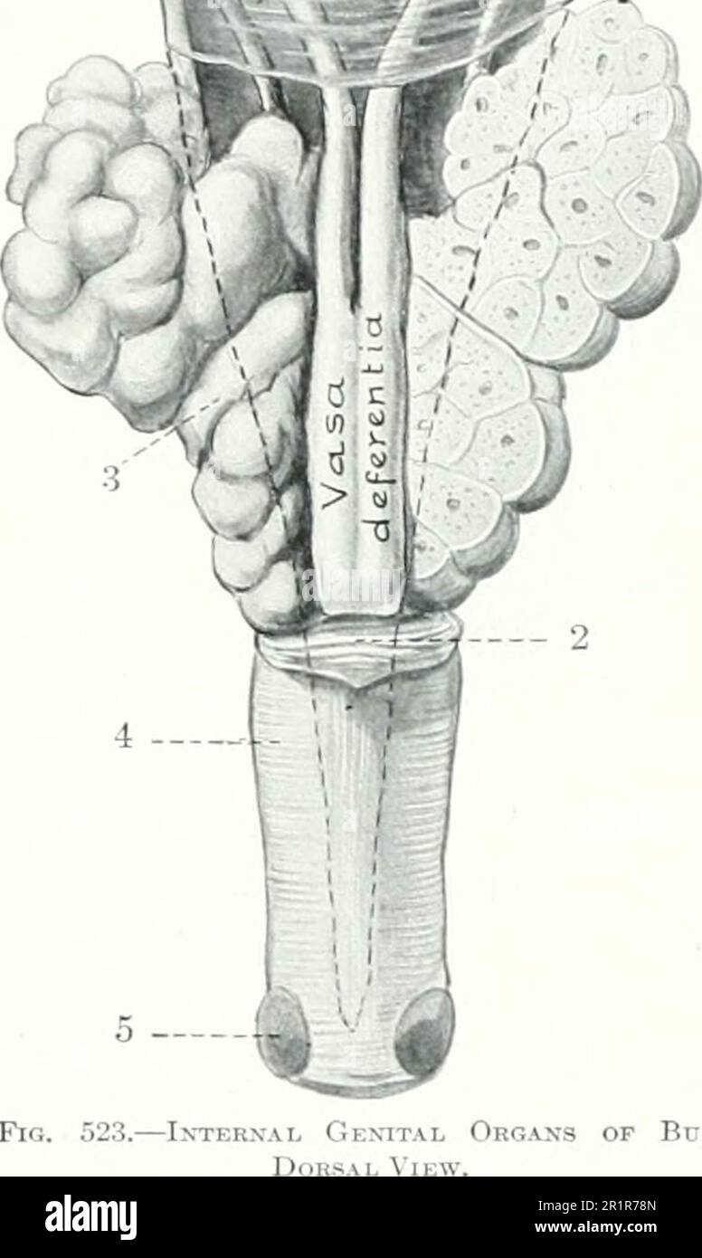 GENITAL ORGANS OF THE BULL Stock Photo - Alamy