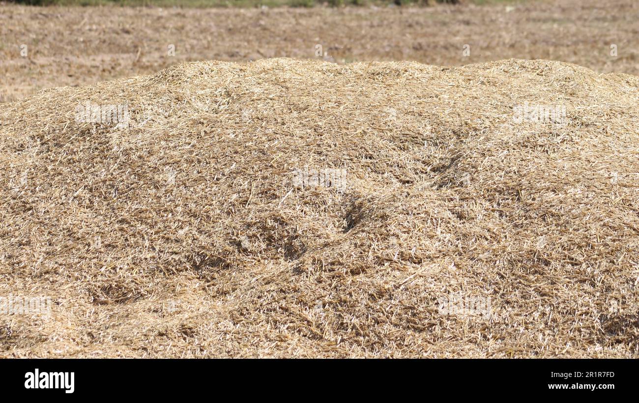 golden straw food for animal Stock Photo - Alamy
