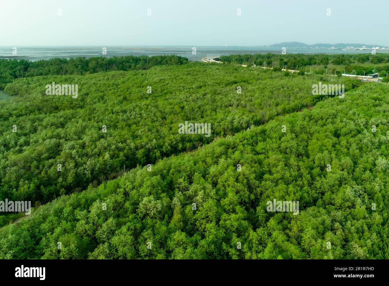 Green Mangrove Forest Capture Carbon Dioxide Net Zero Emissions Mangroves Capture Co2 From