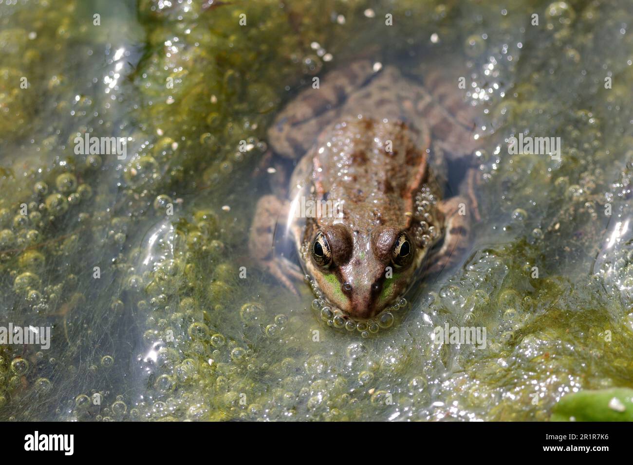 Common frog Rana temporaria, olive brown dark blotches and mask like ...