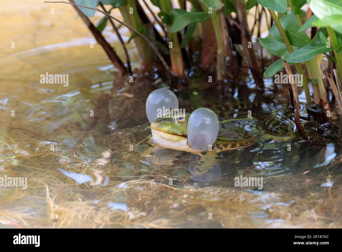 Two inflated vocal sacs hi-res stock photography and images - Alamy