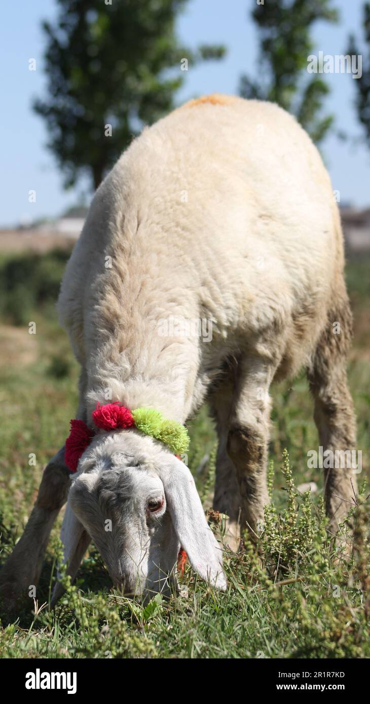 Fluffy white sheep hi-res stock photography and images - Alamy