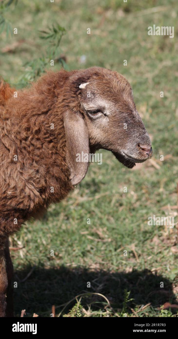 brown sheep on a ground Stock Photo - Alamy