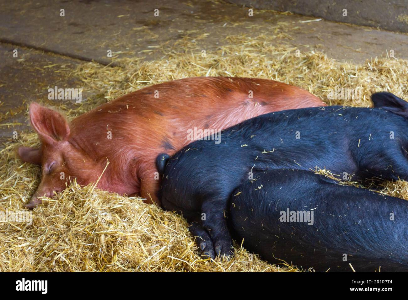 Us law farm hi-res stock photography and images - Alamy