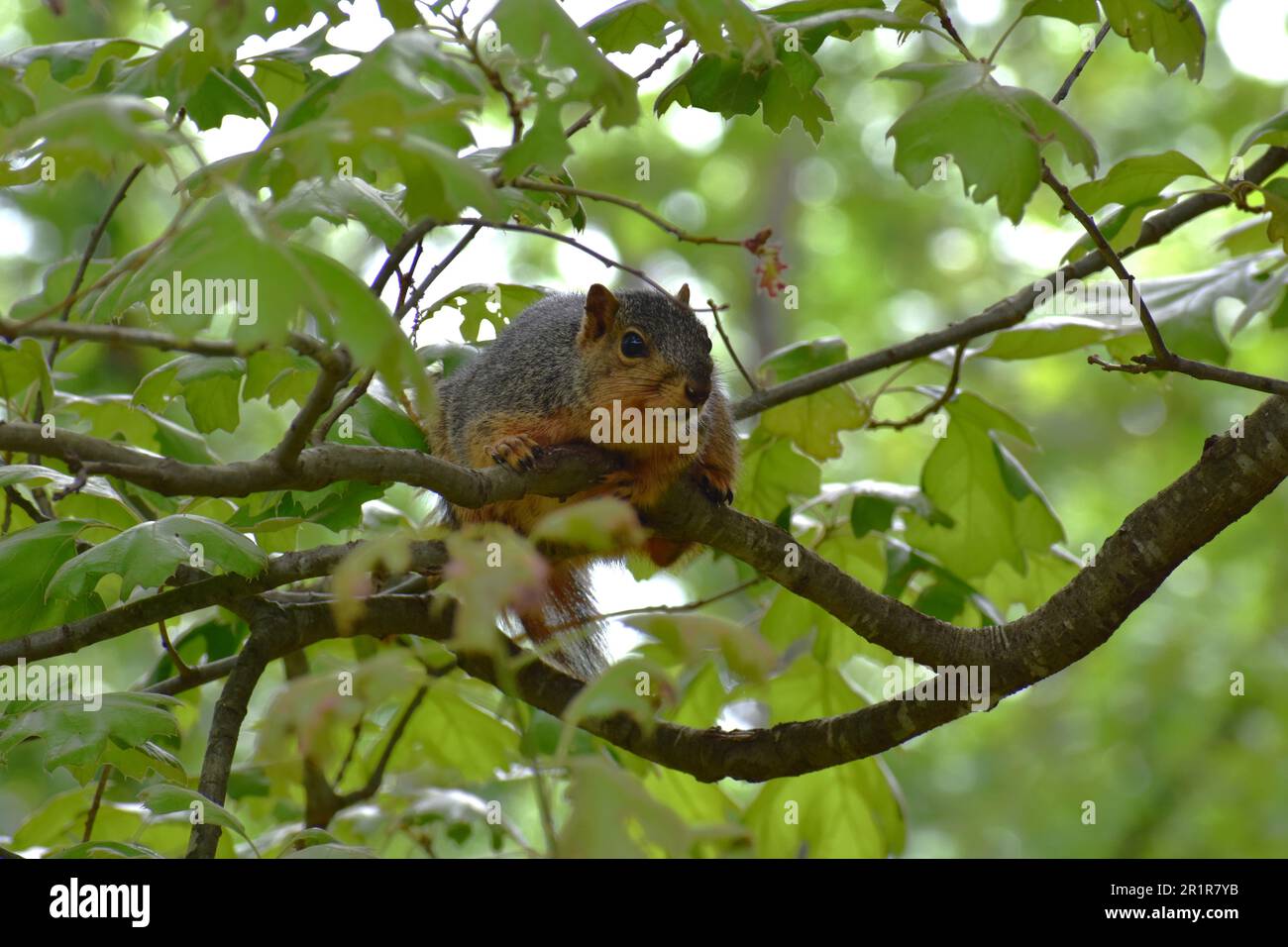 A Red (or Eastern) Fox Squirrel, sciurus niger, sits on a branch of an ...
