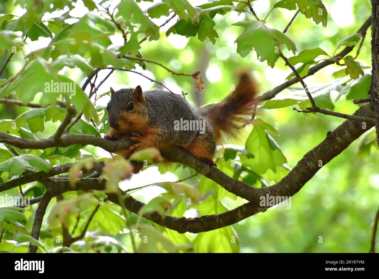 A Red (or Eastern) Fox Squirrel, sciurus niger, sits on a branch of an ...