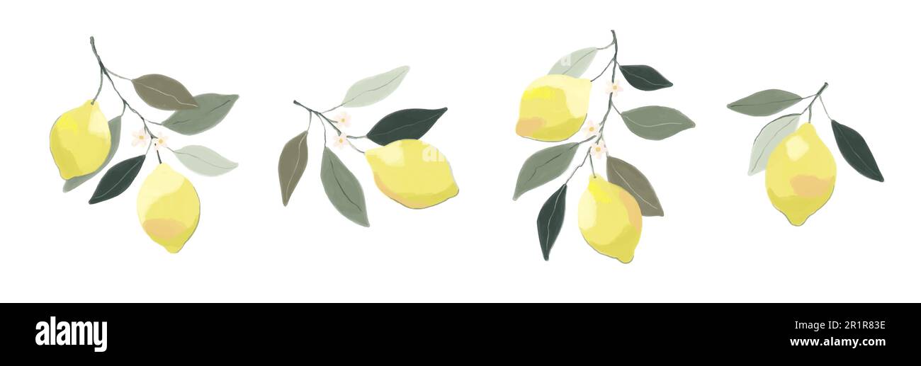 Set of lemon branches. Hand drawn tree branch with ripe lemons and leaves and flowers on white ...