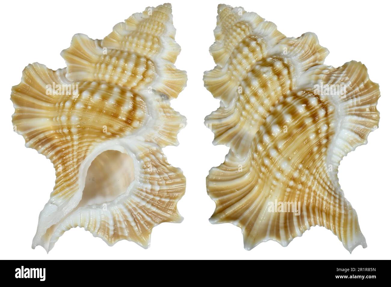 Maple Leaf Triton shell (Gyrineum perca) c2.5cm. Phillipines Stock ...