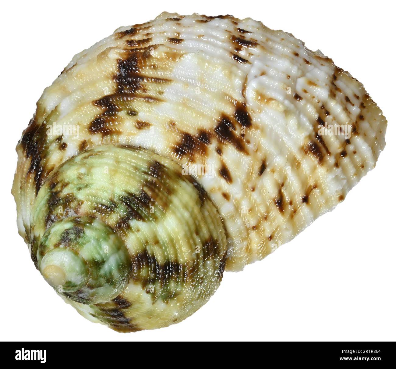 Gold-mouthed Turban / Turbo shell (Turbo Argyrostomus) c4cm across ...