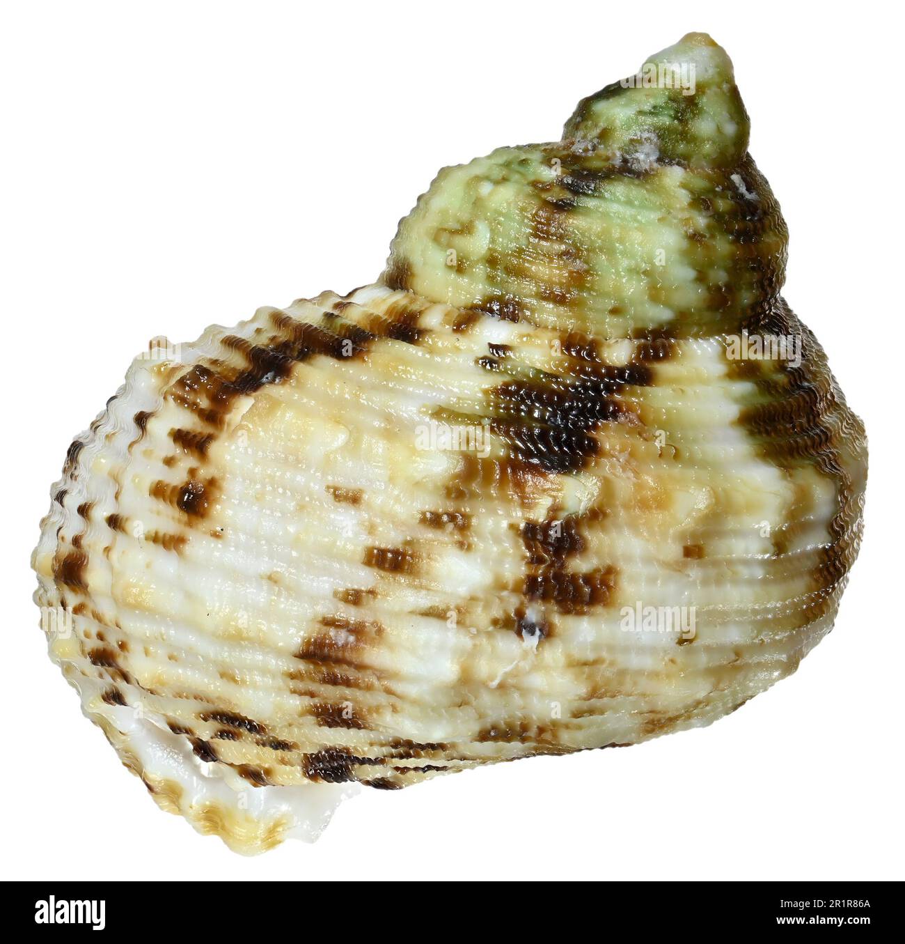 Gold mouthed turbo hi-res stock photography and images - Alamy