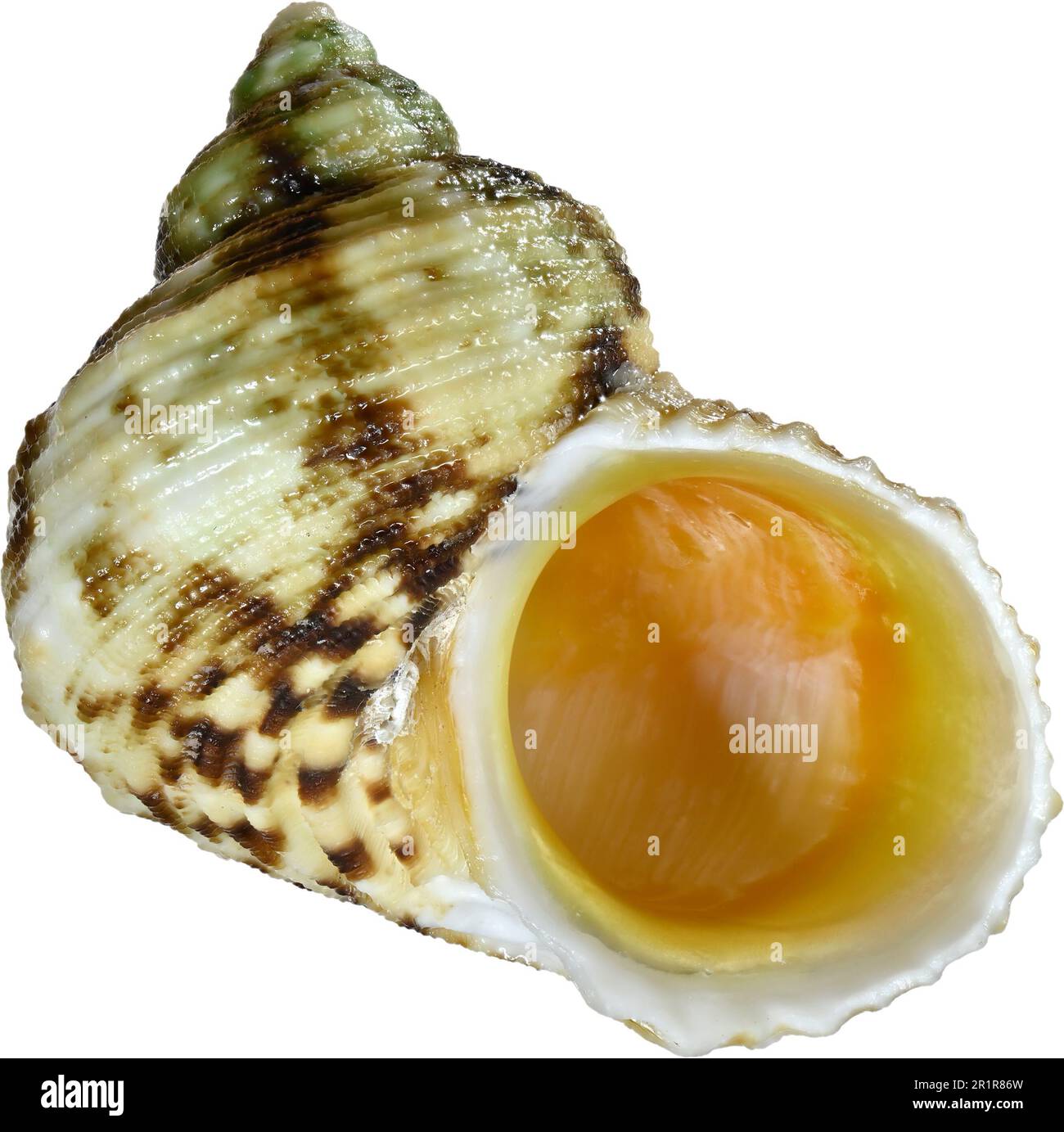 Gold-mouthed Turban / Turbo shell (Turbo Argyrostomus) c4cm across ...