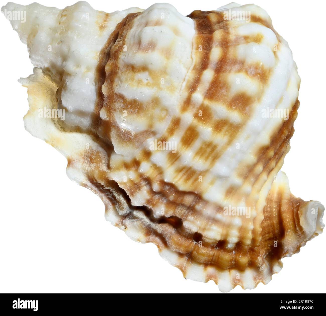 Common Distorsio shell (Distorsio anus) c7cm. Region: Indo-Pacific ...