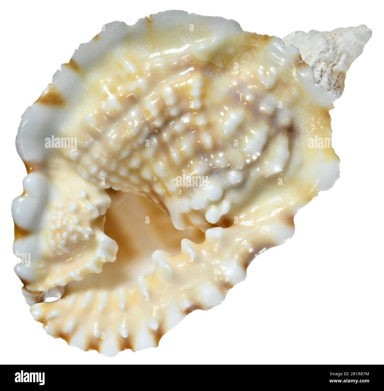 Common Distorsio shell (Distorsio anus) c7cm. Region: Indo-Pacific ...