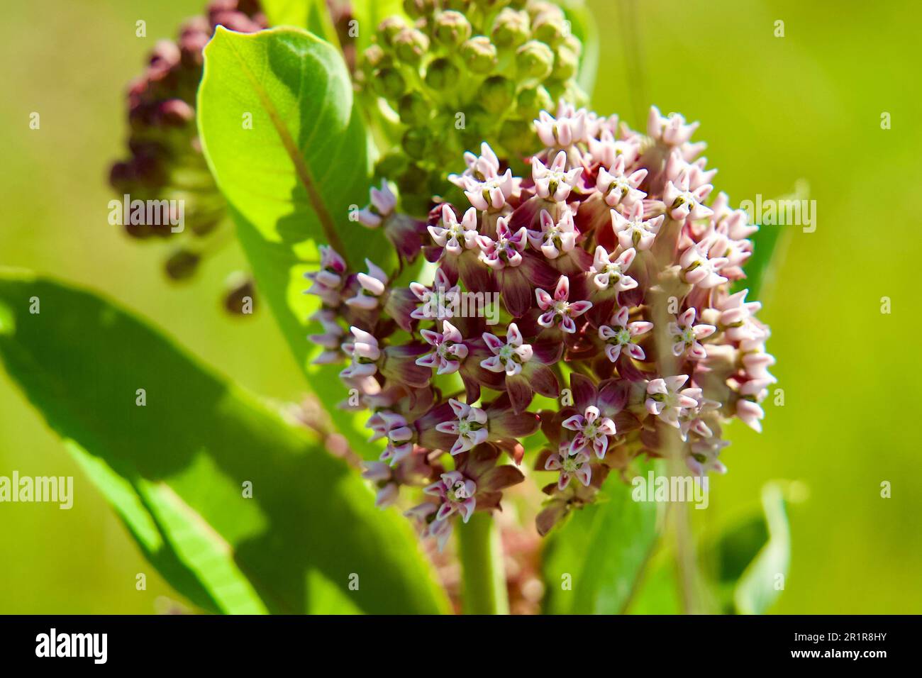 A closeup of a common milkweed (Asclepias syriaca) growing in a green ...