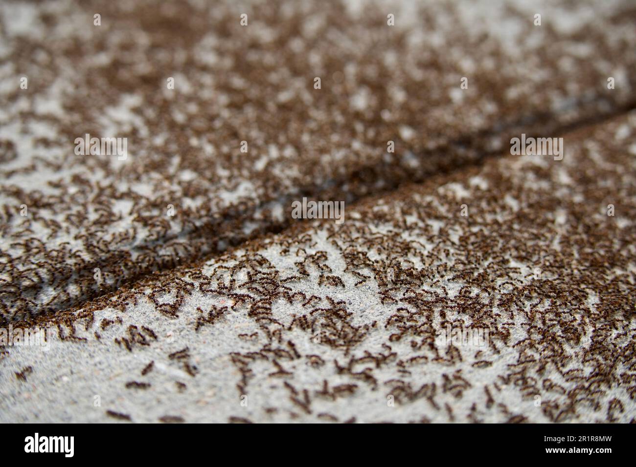 Ants stone hi-res stock photography and images - Alamy