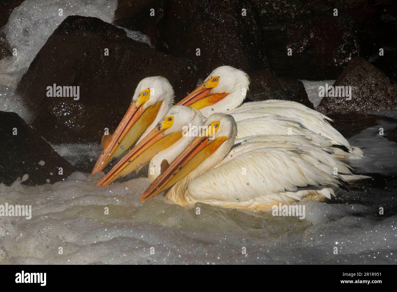 White pelicans (Pelecanus erythrorhynchos) hunting for fish at the base ...