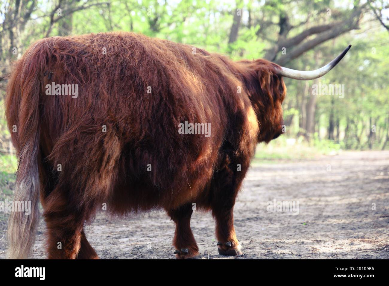 Highland Cattle in Forest Stock Photo - Alamy