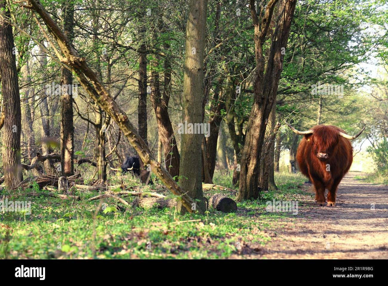 Highland Cattle in Forest Stock Photo - Alamy