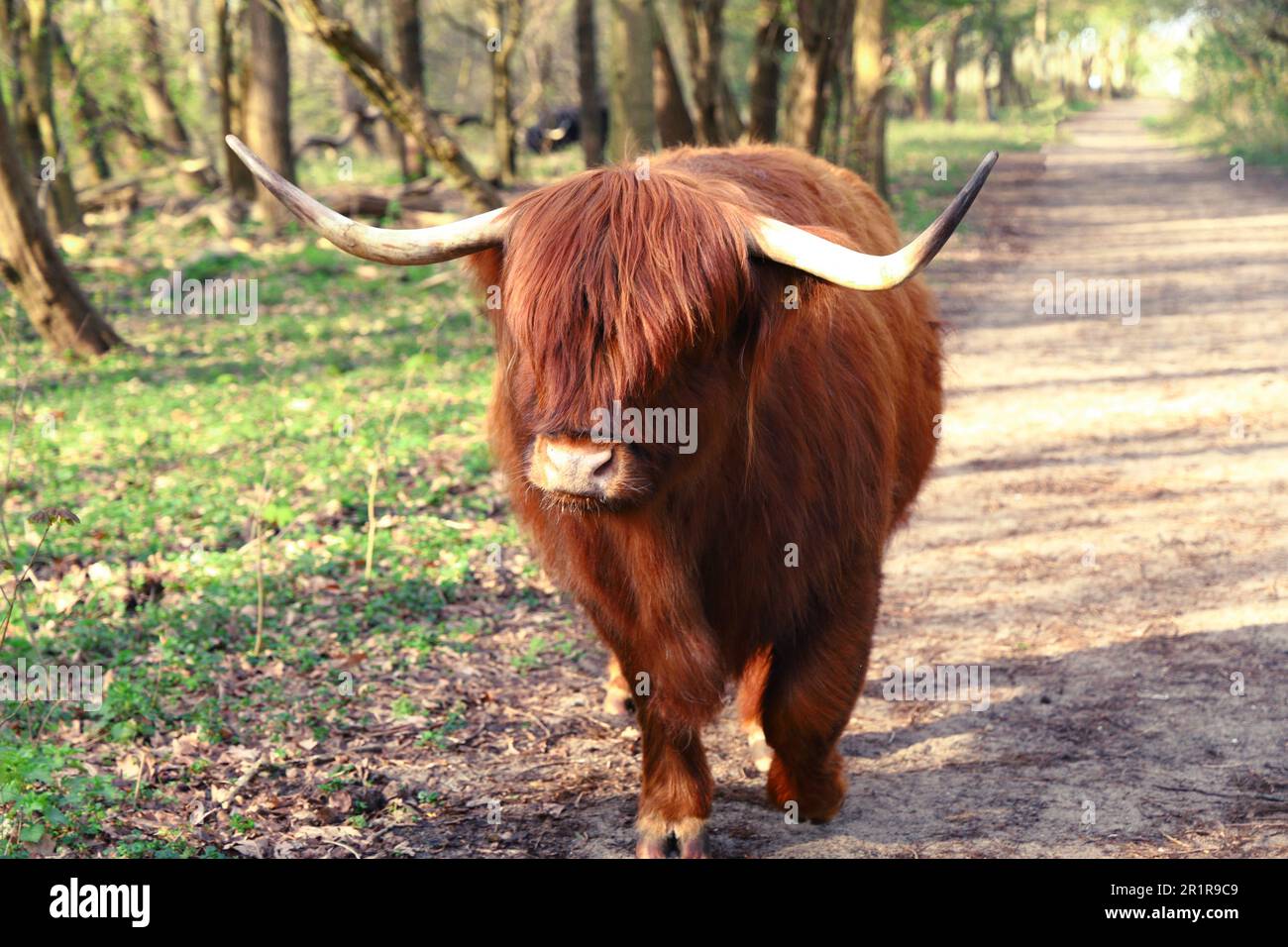 Highland cattle in forest hi-res stock photography and images - Alamy