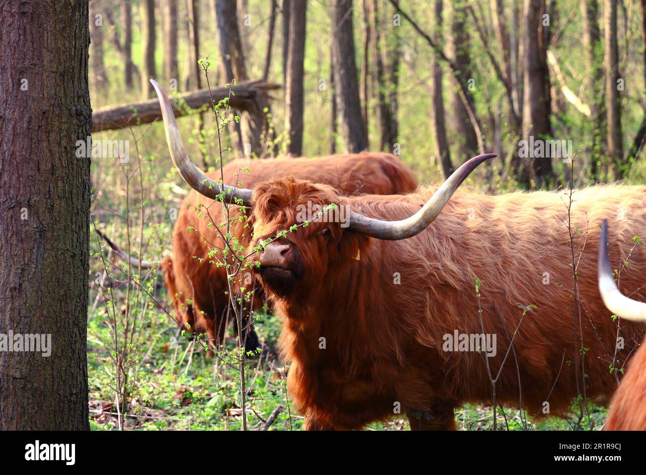 Highland cattle in forest hi-res stock photography and images - Alamy