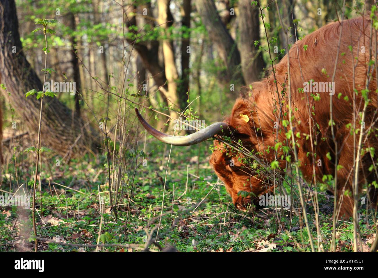 Highland Cattle in Forest Stock Photo - Alamy