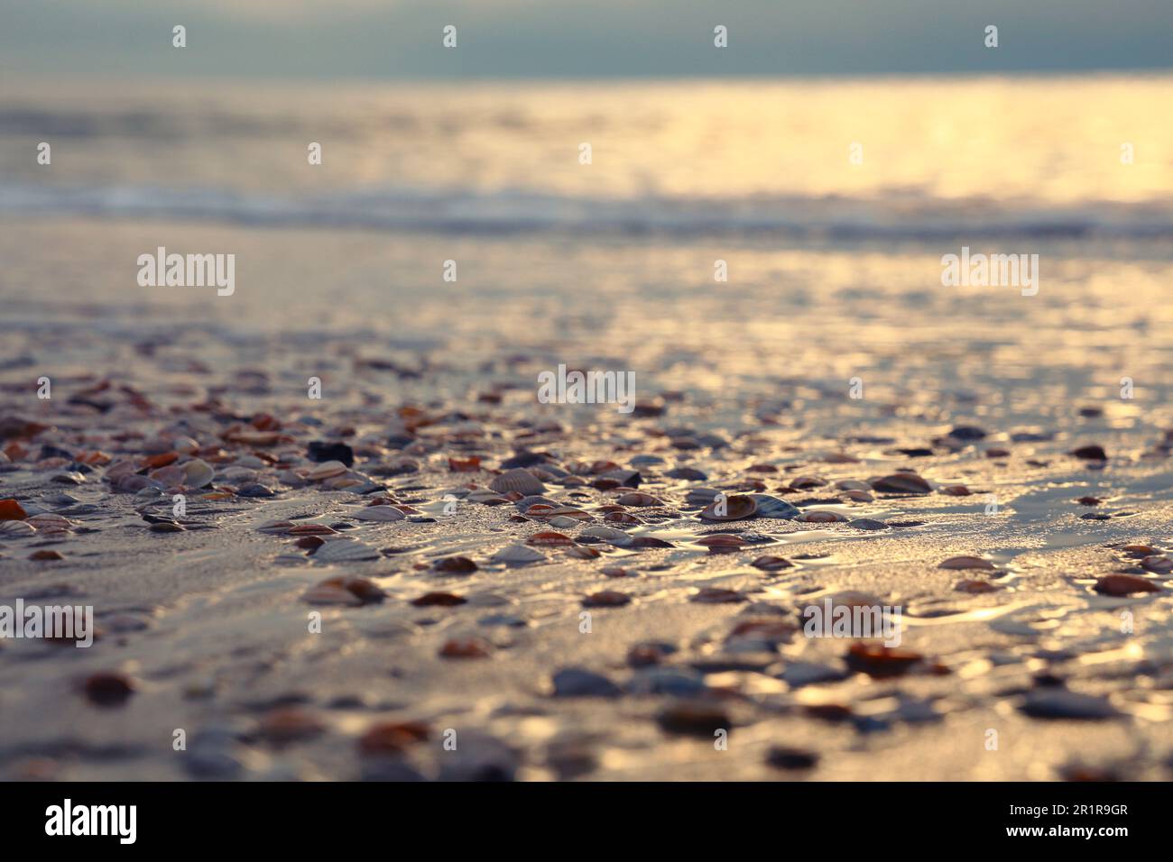 Beach Sunset with seashells Stock Photo - Alamy