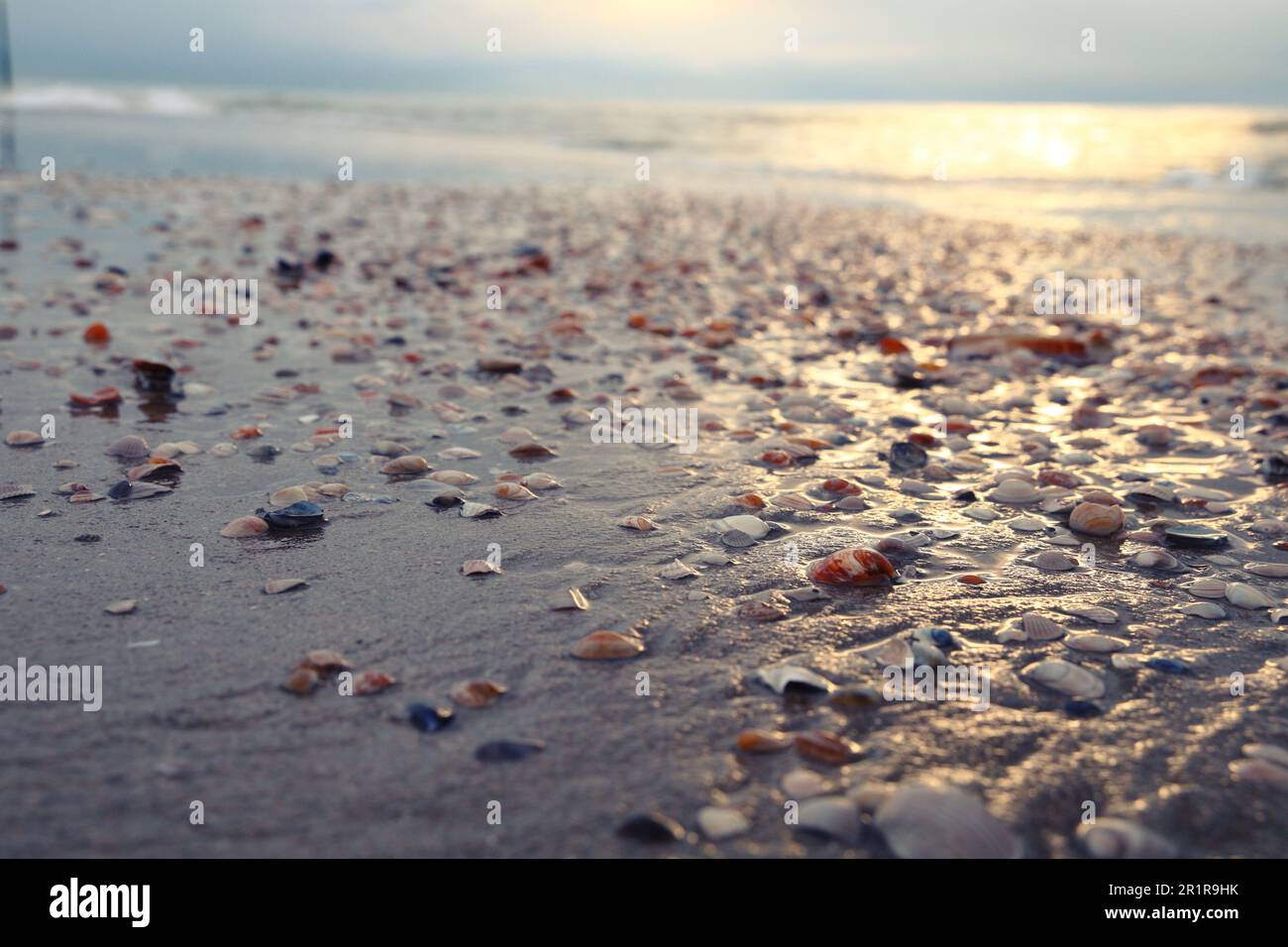 Beach Sunset with seashells Stock Photo - Alamy
