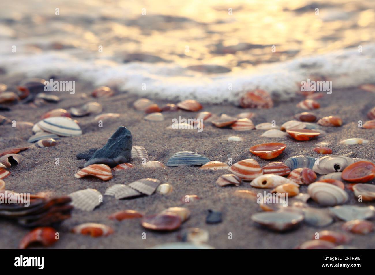 Beach Sunset with seashells Stock Photo - Alamy