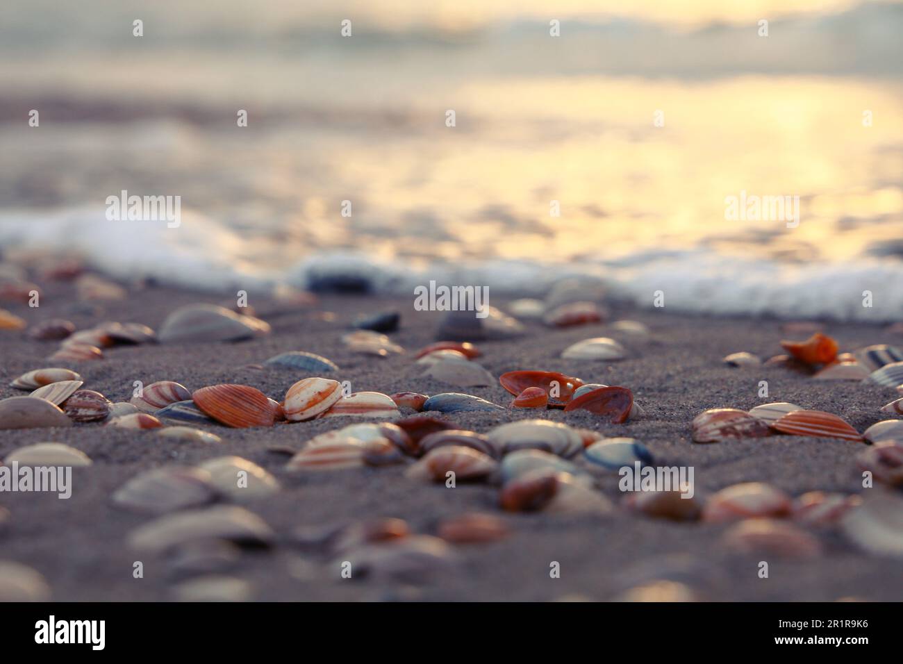Beach Sunset with seashells Stock Photo - Alamy