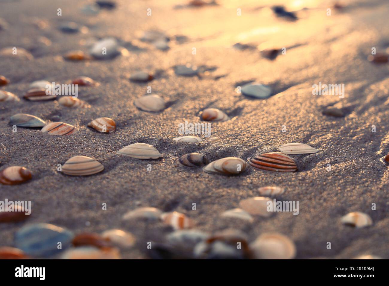 Beach Sunset with seashells Stock Photo - Alamy