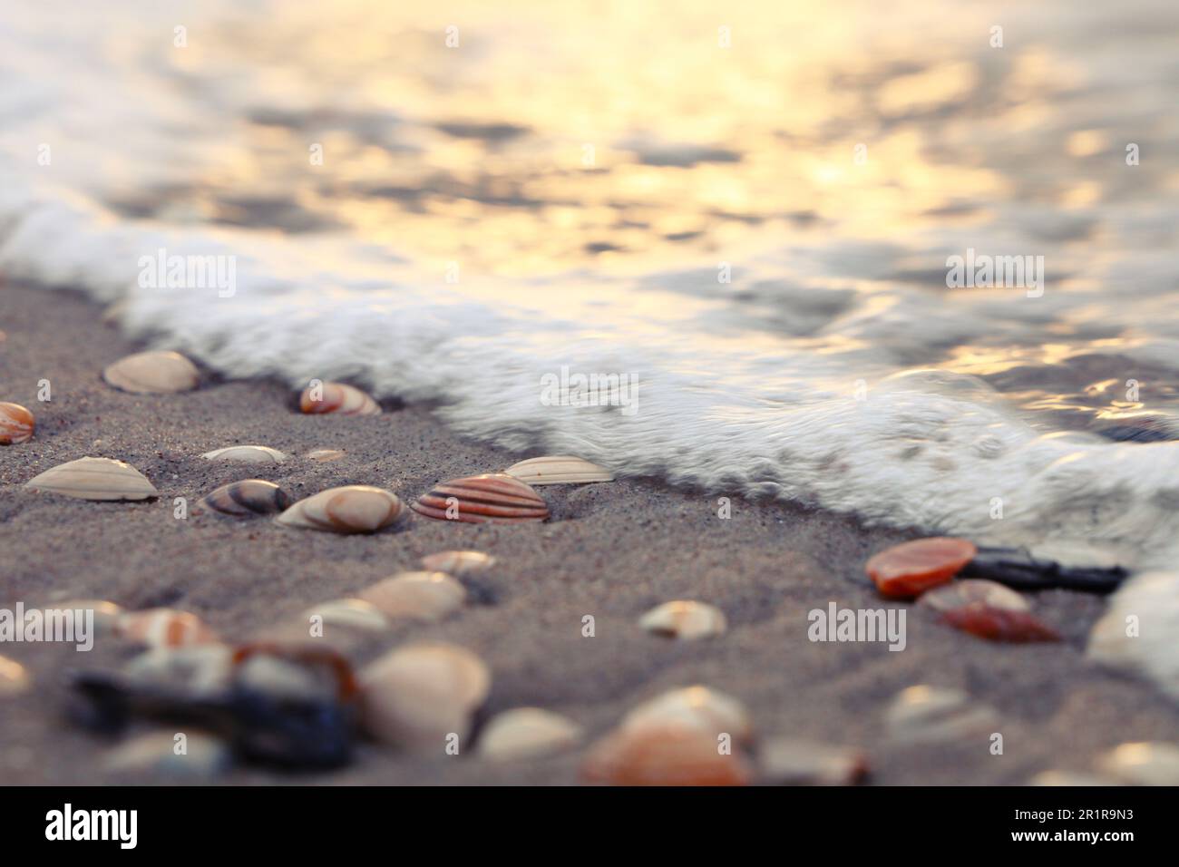 Beach Sunset with seashells Stock Photo - Alamy