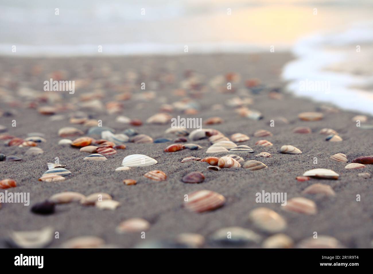 Beach Sunset with seashells Stock Photo - Alamy