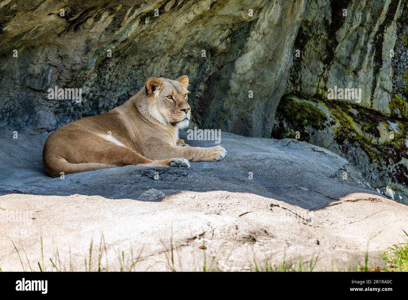 A lion rest un a rock overhang at the Woodland Park Zoo in Seattle ...