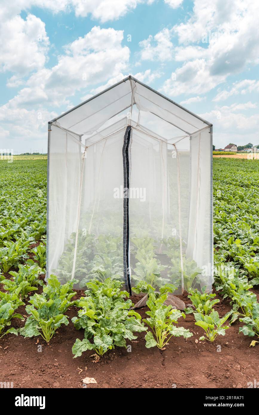 Pollination tent hi-res stock photography and images - Alamy