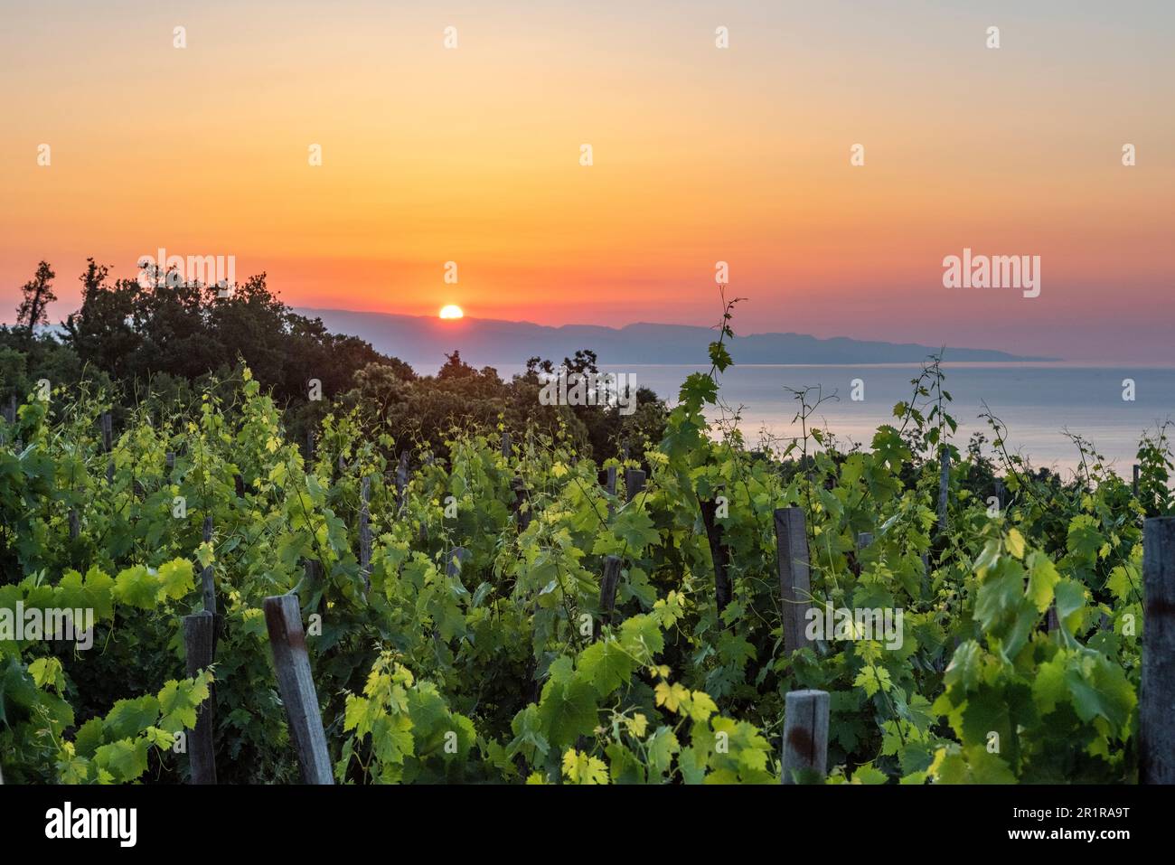A Sicilian sunrise seen from across a vineyard high on the slopes of ...