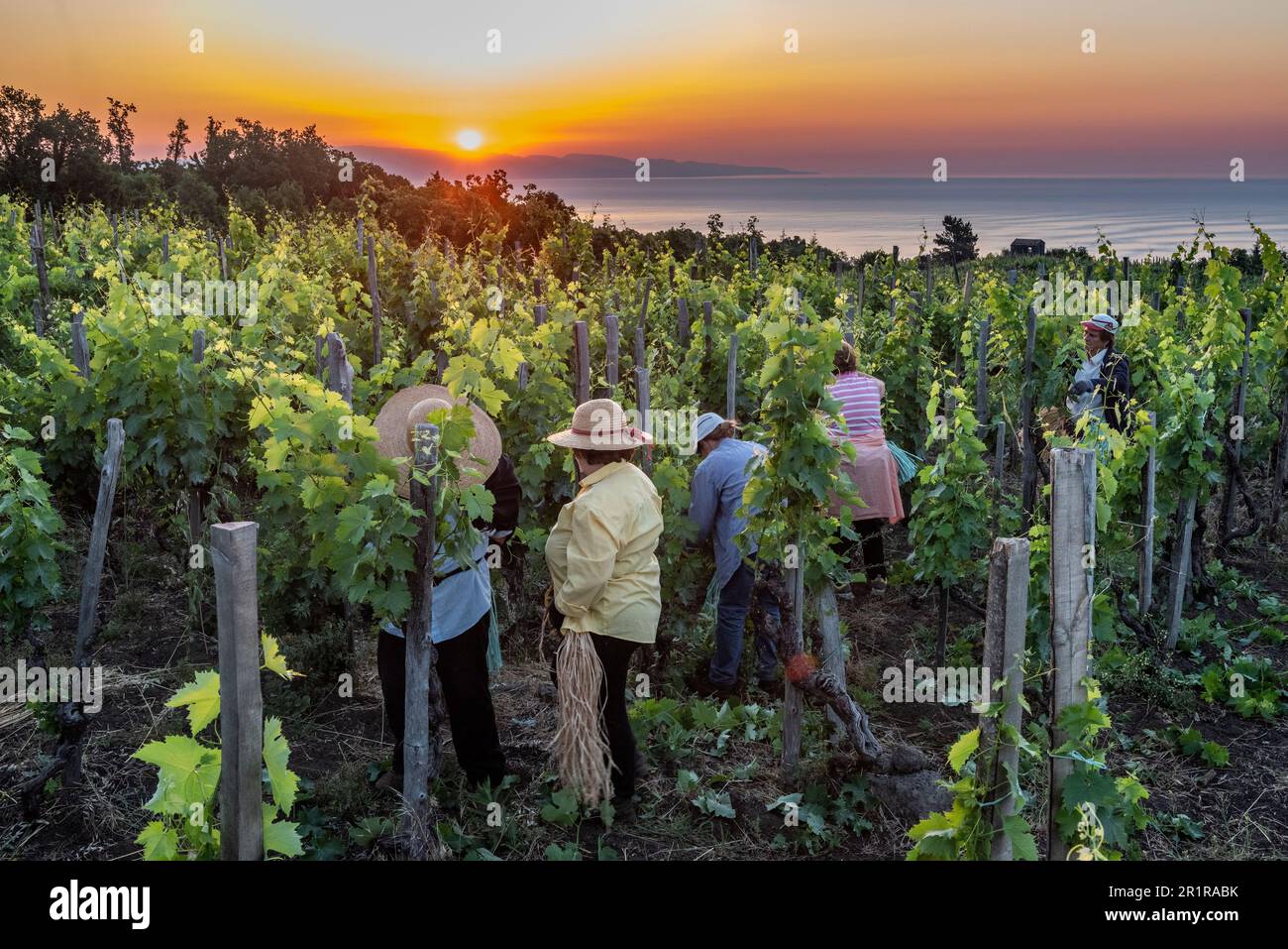 Summer pruning the vines in a Sicilian vineyard high on the slopes of ...