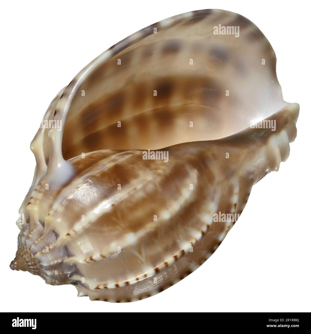 Ventral Harp shell (Harpa cabriti / Harpa ventricosa) c7cm long Stock ...