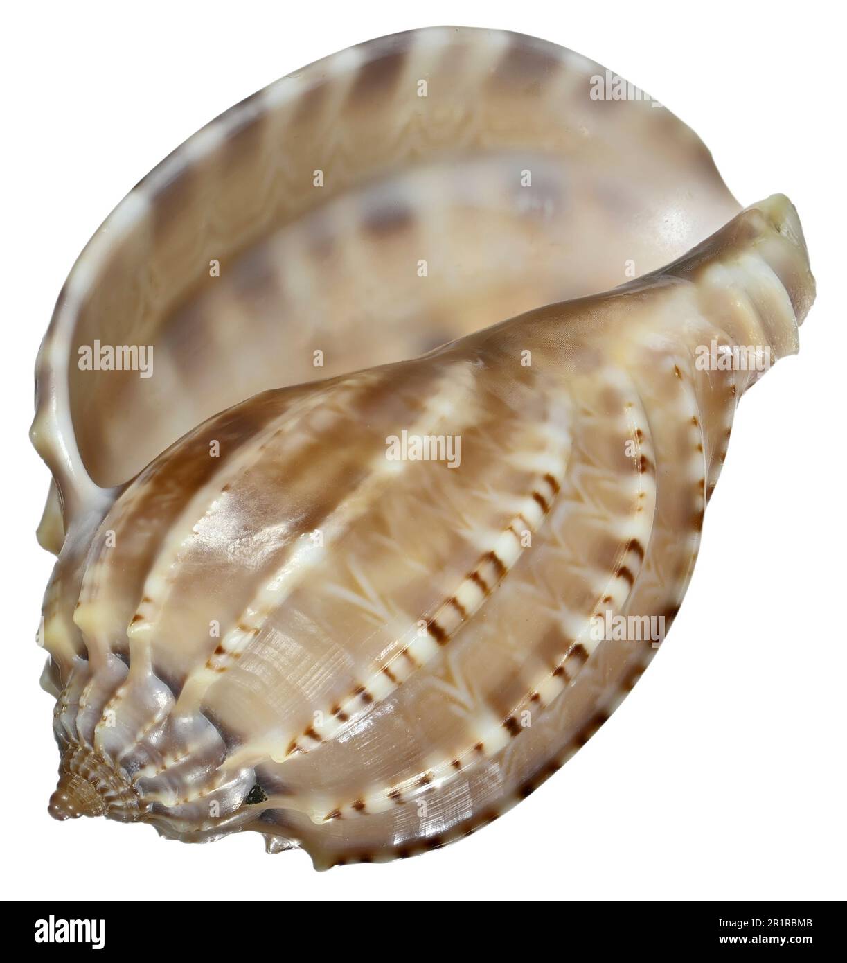 Ventral Harp shell (Harpa cabriti / Harpa ventricosa) c7cm long Stock ...
