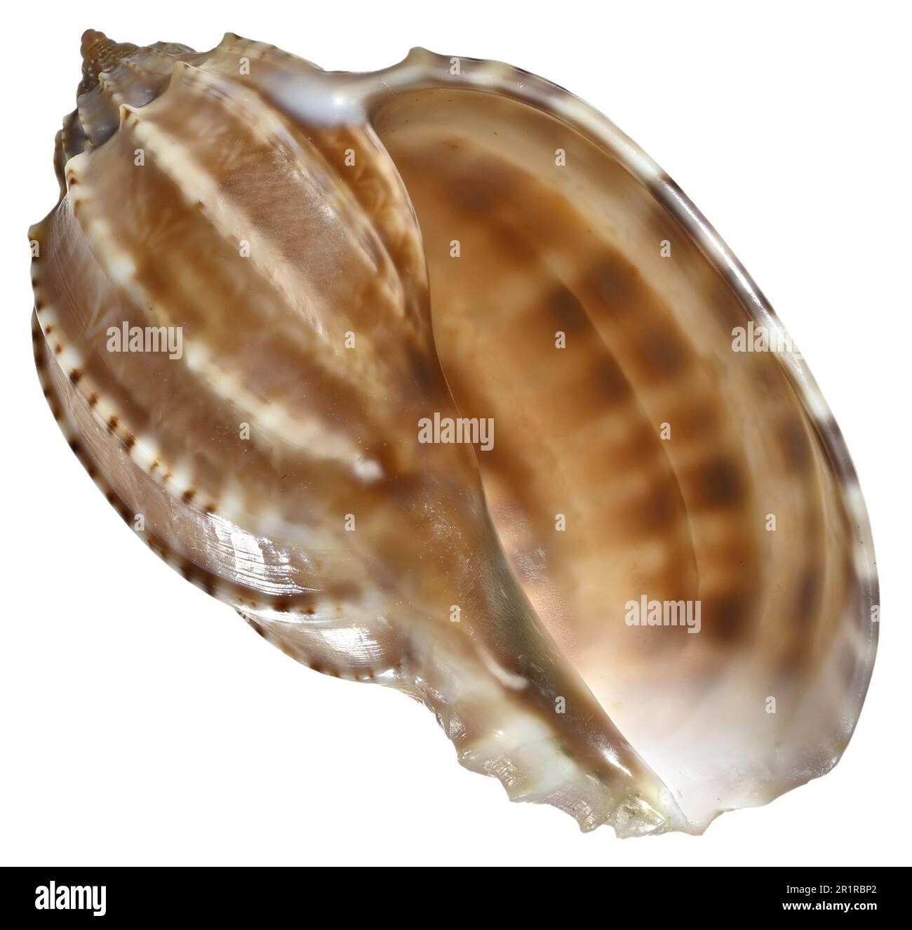 Ventral Harp shell (Harpa cabriti / Harpa ventricosa) c7cm long Stock ...