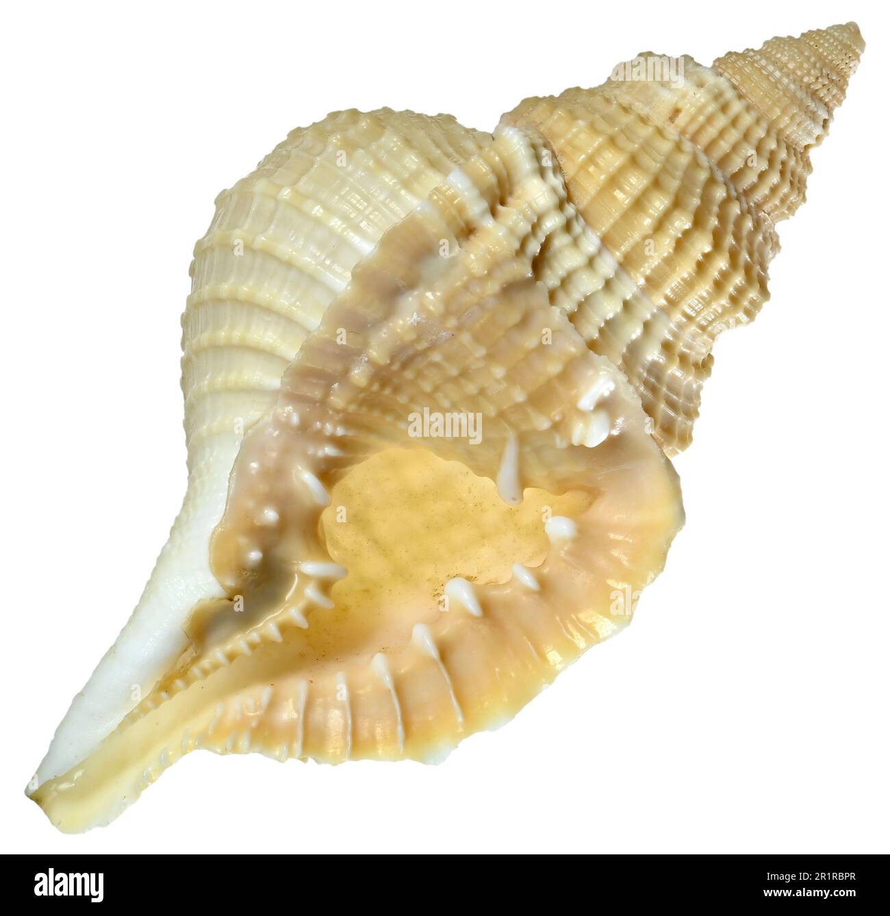 Reticulated Distorsio shell (Distorsio reticulata / Distorsio ...