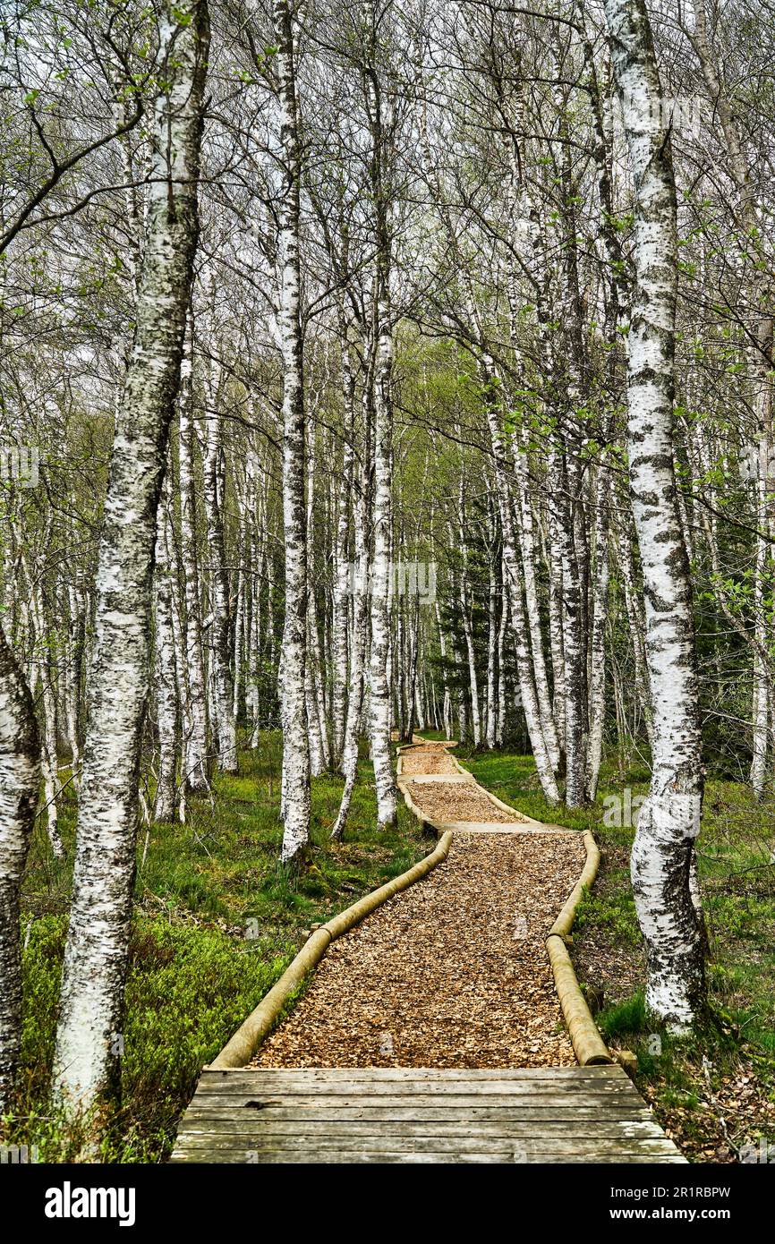 Birch forest near Les Ponts-de-Martel in the Neuchâtel Jura of French ...